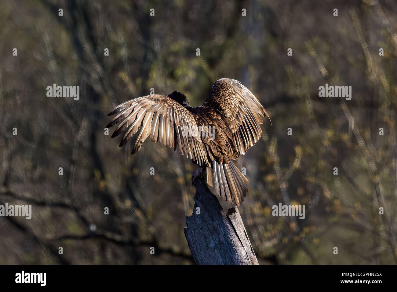 A majestic bird is perched atop a tall pole, its wings outstretched in ...