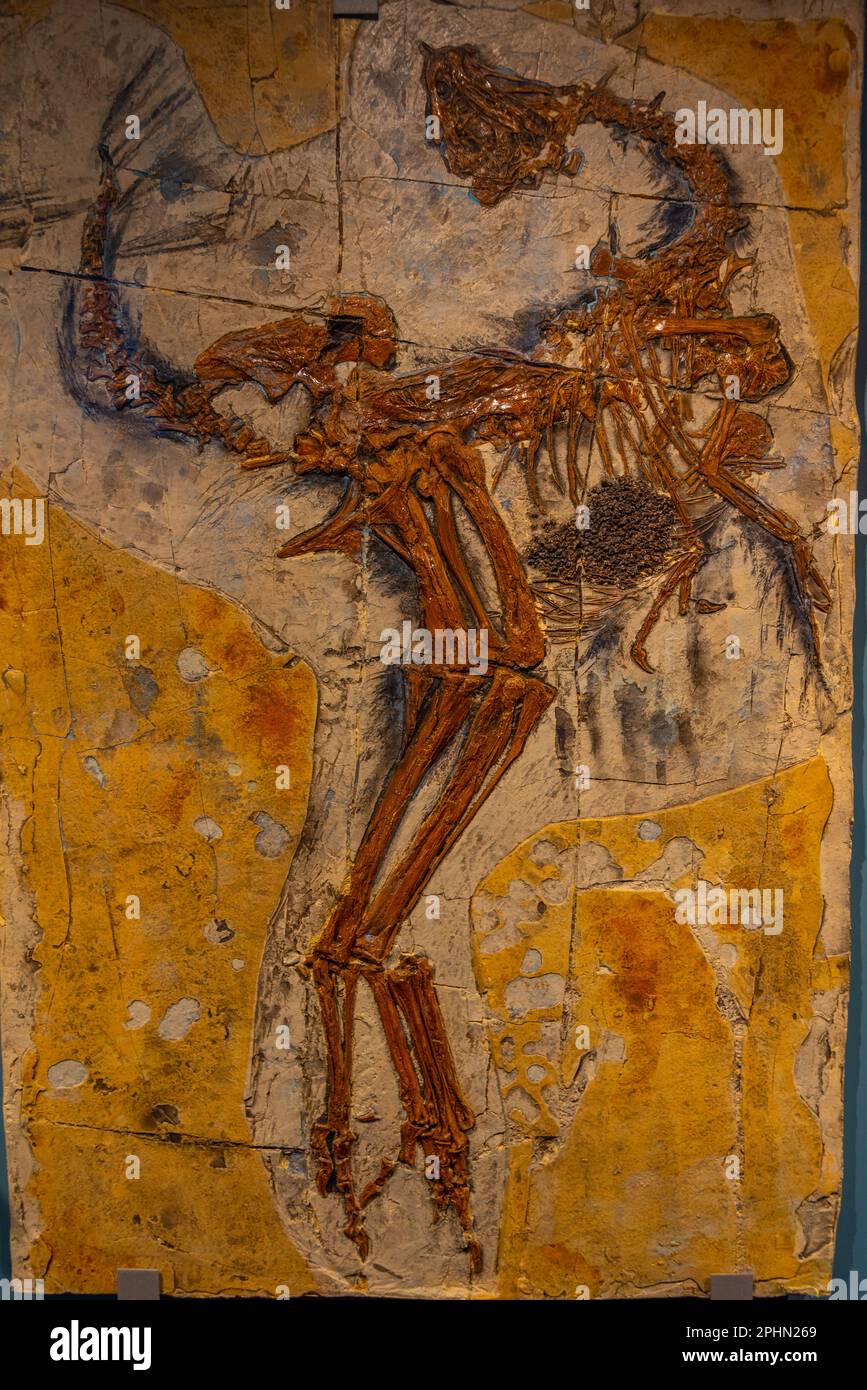 archaeopteryx fossils discovered in Germany Stock Photo - Alamy