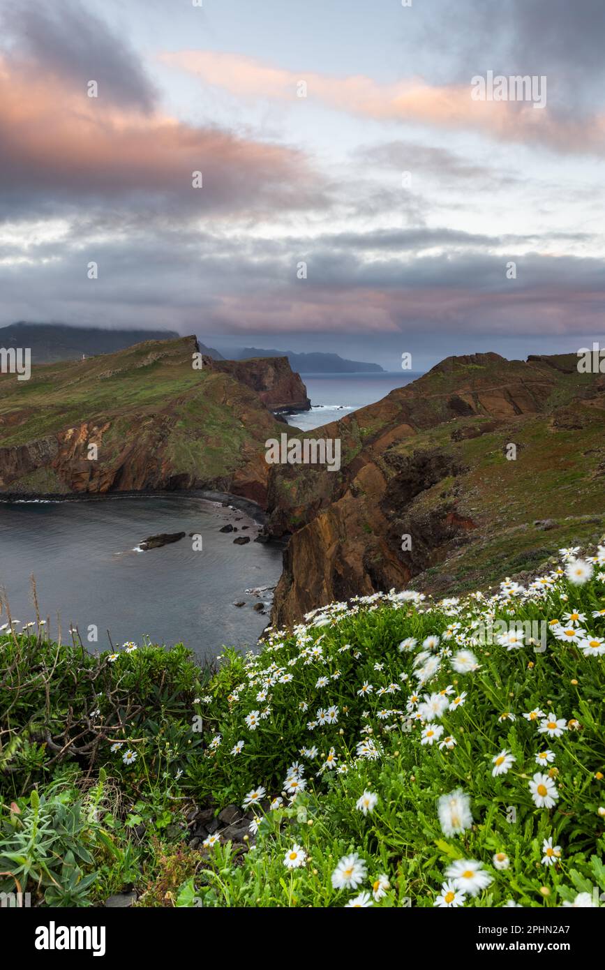 Ponta de Sao Lourenco, Madeira , Portugal. Spring flowers at cliffs in ...
