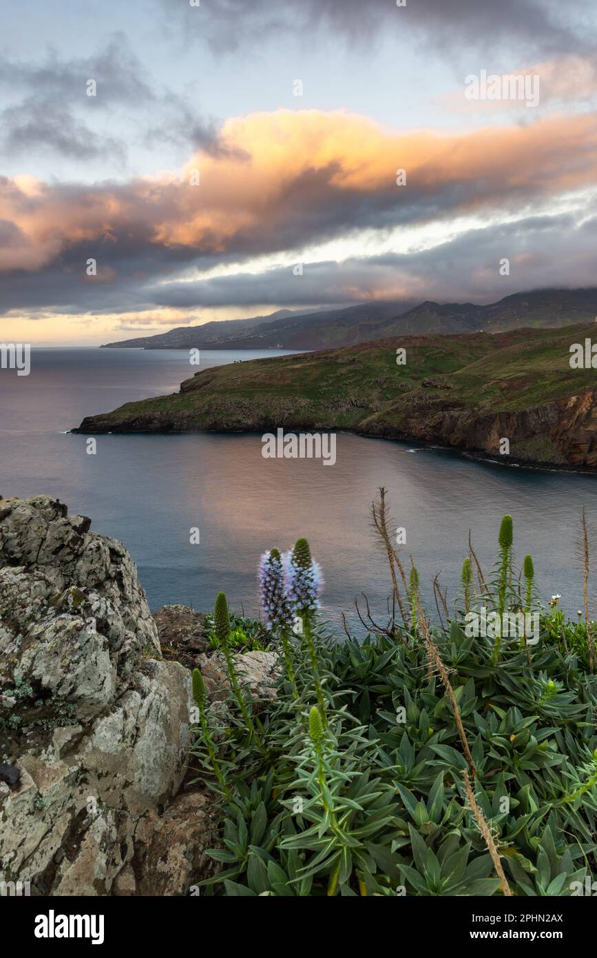 Ponta de Sao Lourenco, Madeira , Portugal. Spring flowers at cliffs in ...