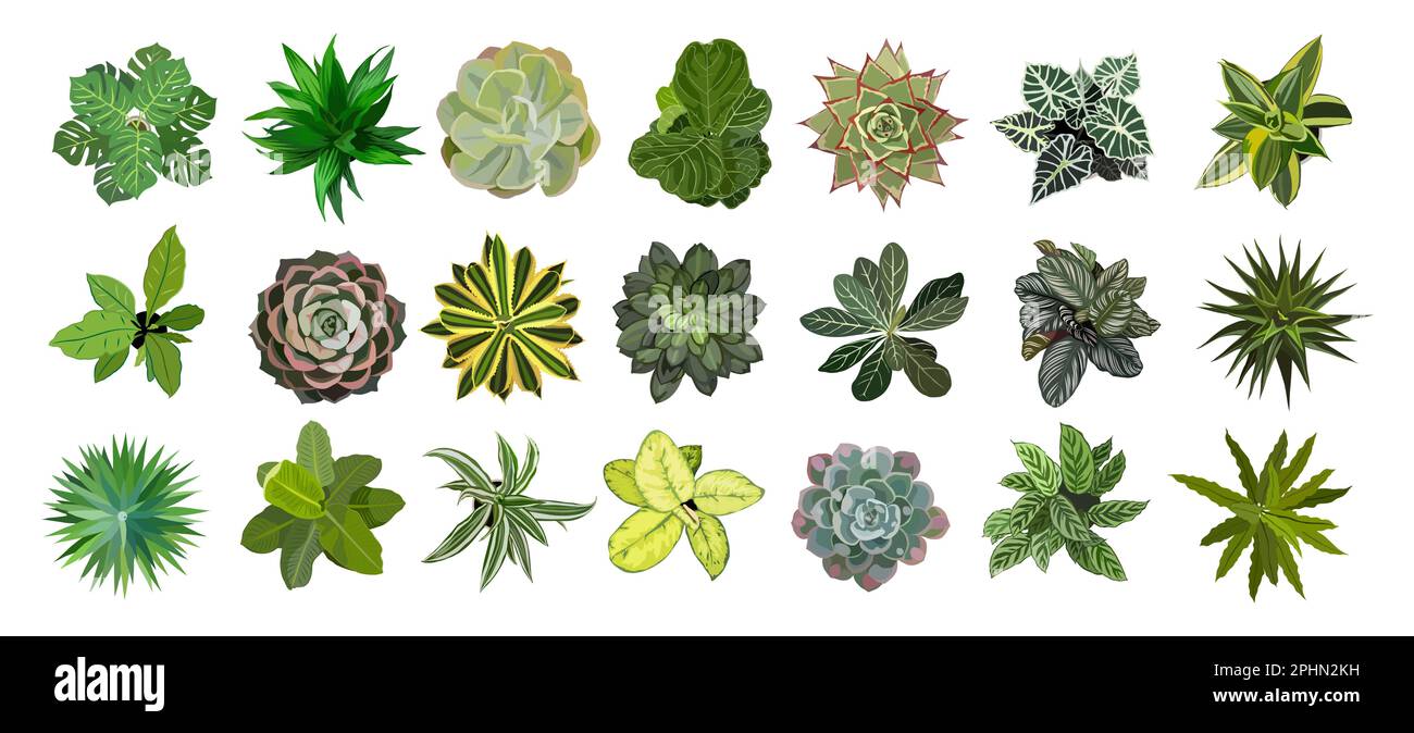Set of different house plants top view Stock Vector Image & Art - Alamy