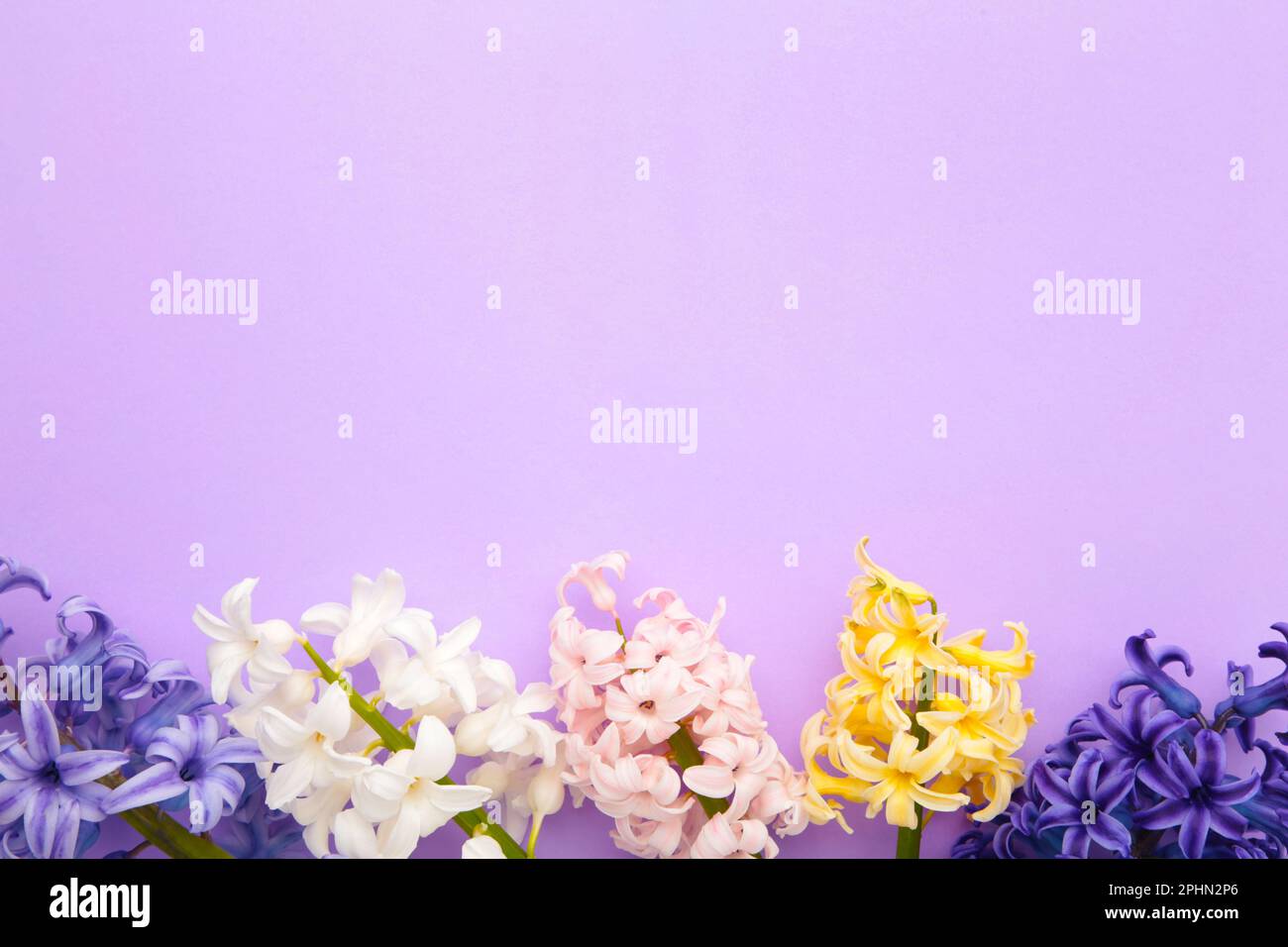 Spring flower frame hyacinths hi-res stock photography and images - Alamy