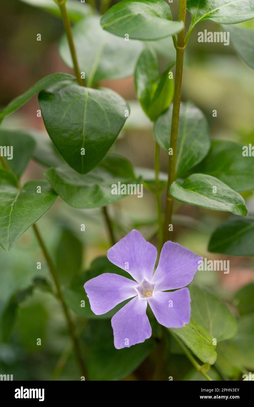 Purple Periwinkle Flower, Vinca Major Stock Photo - Alamy