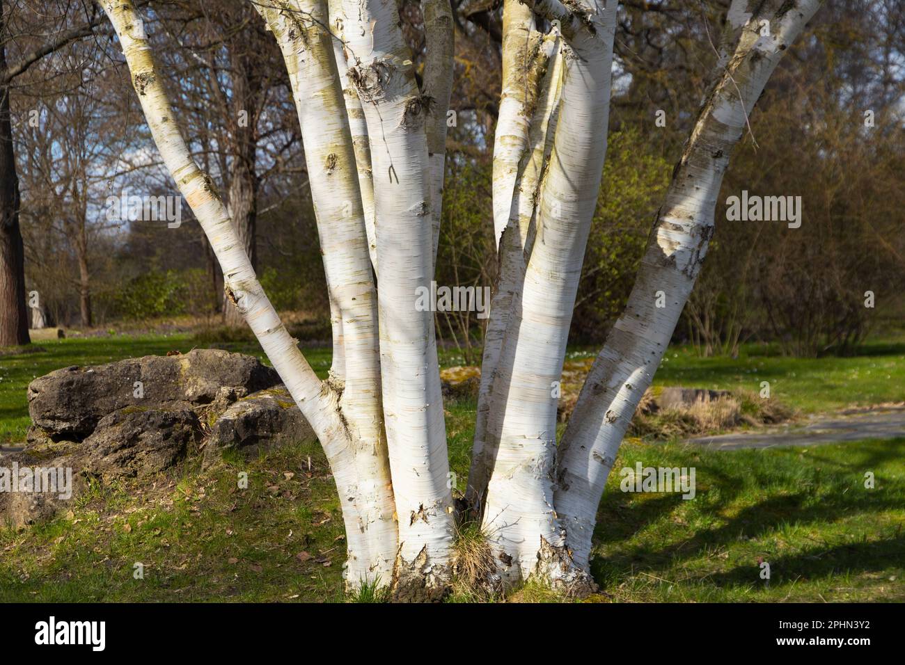 Himalaya birch (Betula utilis) on a meadow in a park. A birch tree ...