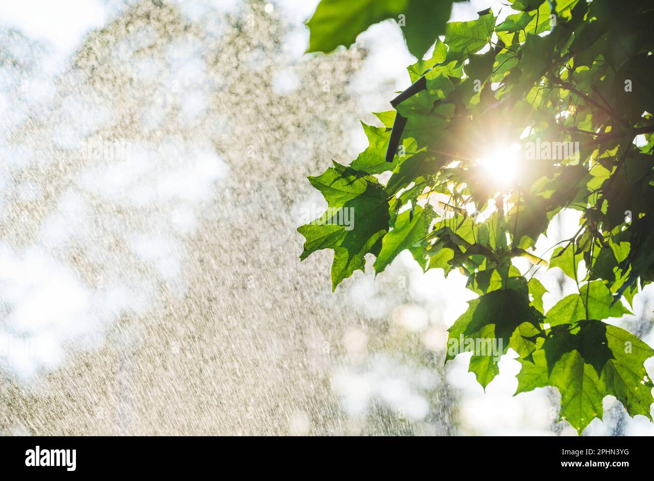 Sun shines through maple tree leaves during warm summer rain Stock Photo - Alamy