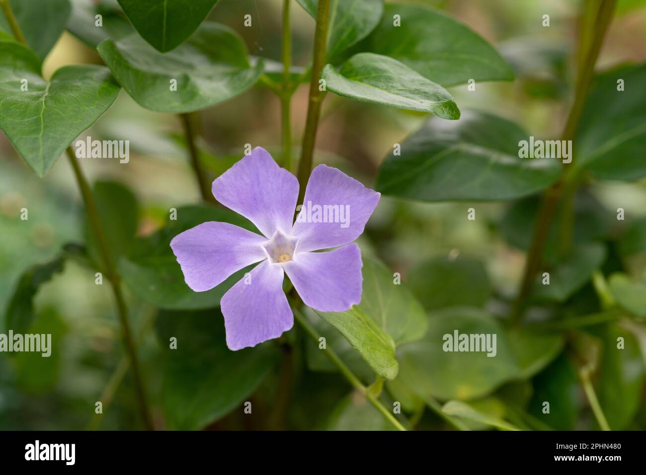 Purple Periwinkle Flower, Vinca Major Stock Photo - Alamy