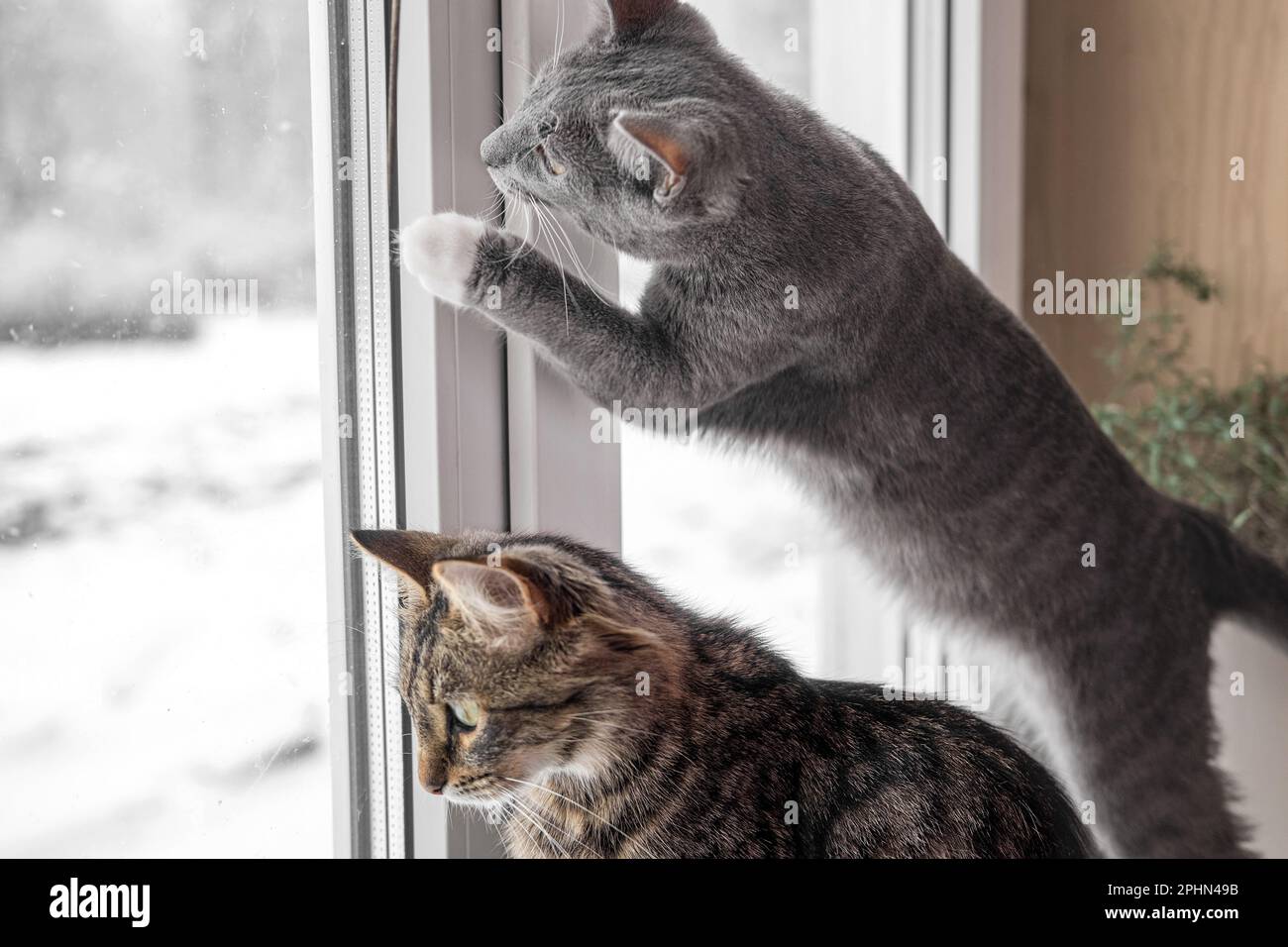 Two cats look out through window at the birds. Domestic cats want to ...