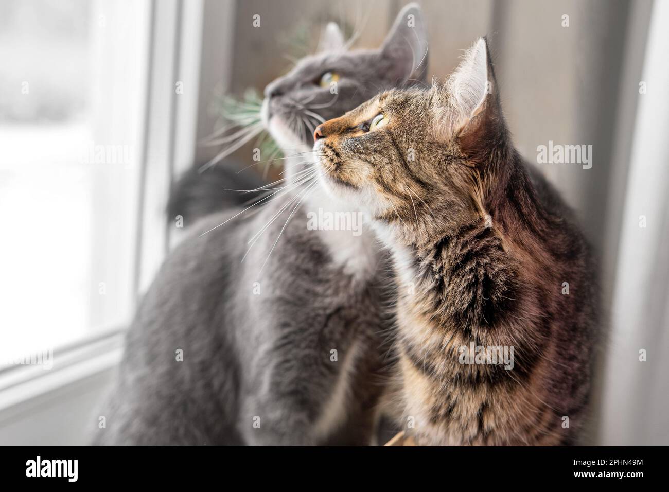 Two cats look out through window at the birds. Domestic cats want to ...