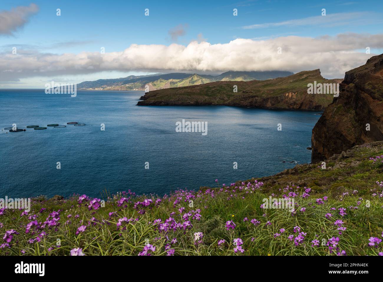 Spring flowers at cliffs at Ponta do Sao Lourenco in Madeira, Portugal ...