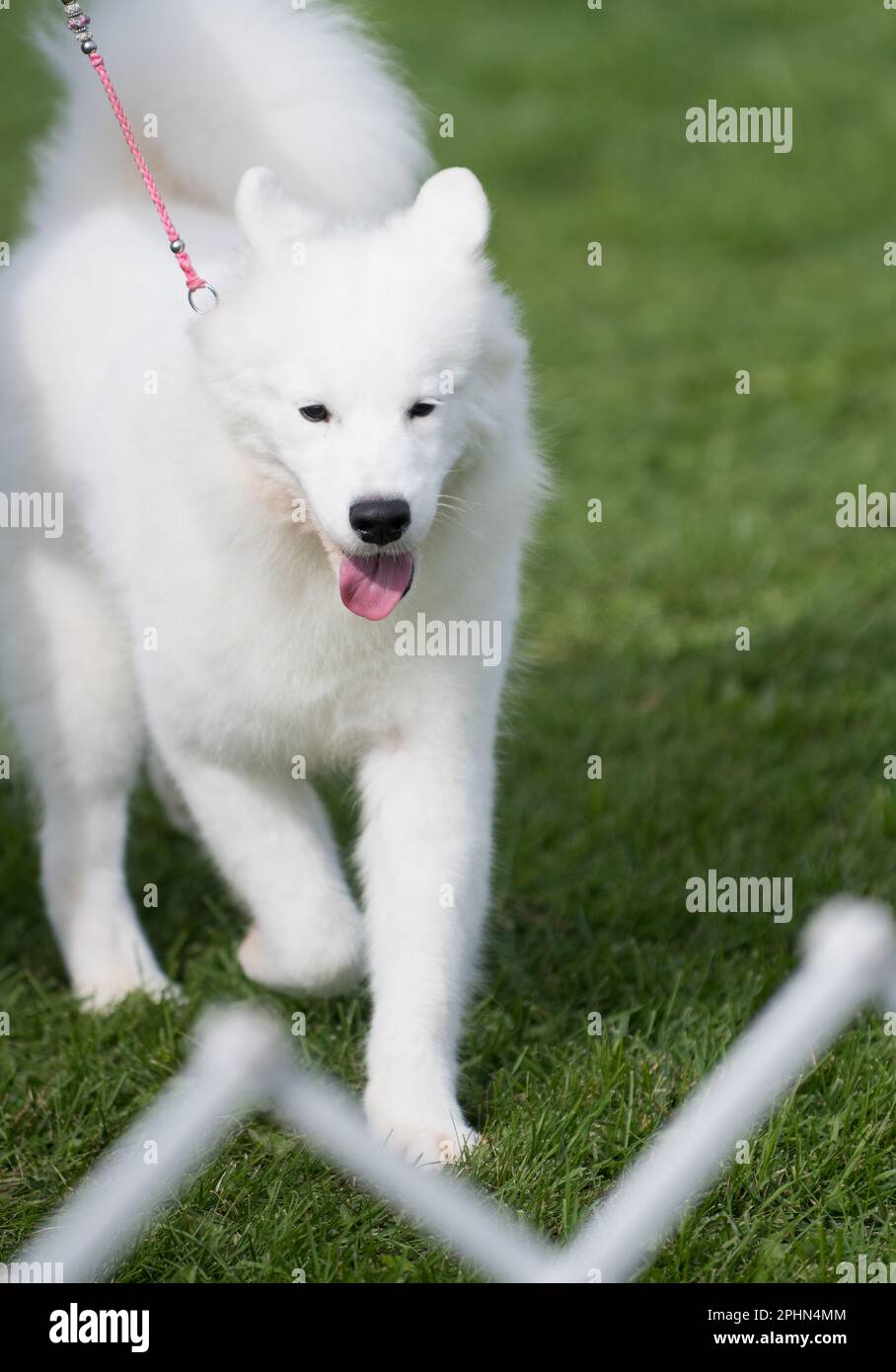 Samoyed dog hi-res stock photography and images - Alamy