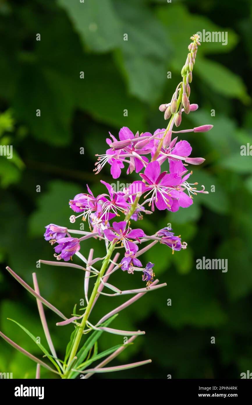 Closeup of pink flower of rosebay willowherb Chamaenerion angustifolium on light green ...