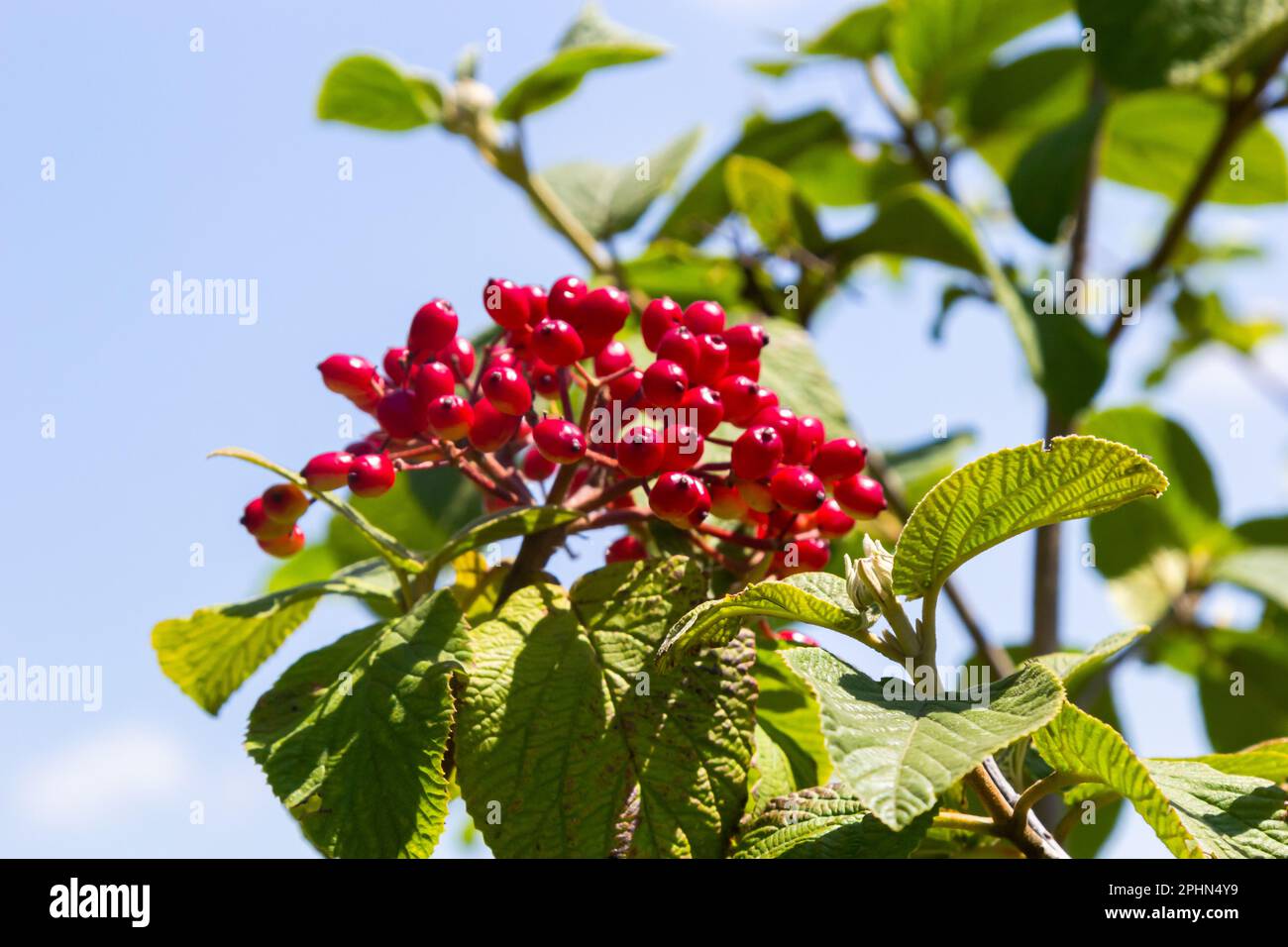 The fruit Viburnum lantana. Is an green at first, turning red, then ...