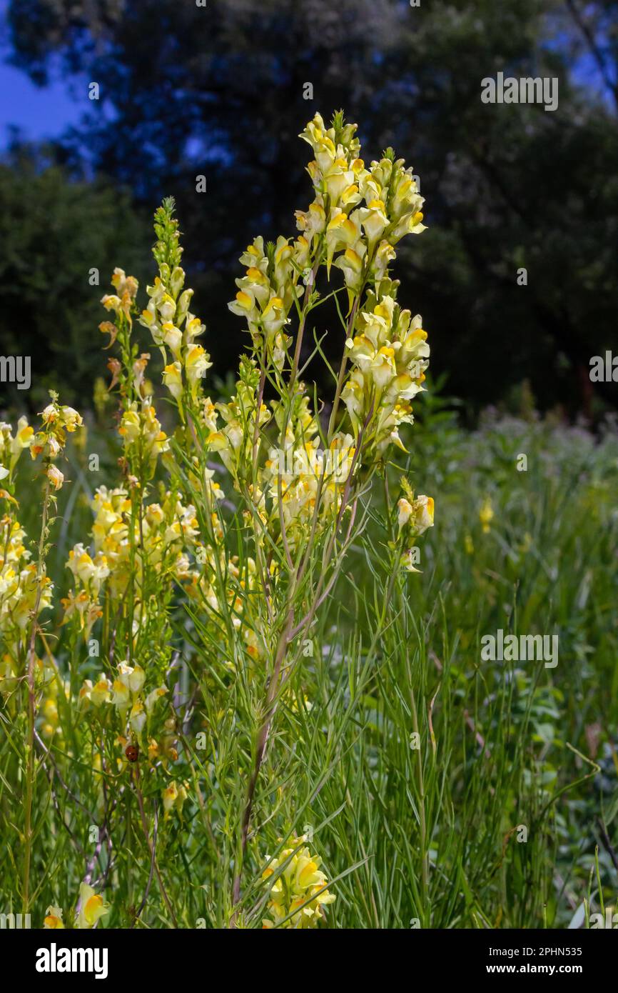 Linaria vulgaris, names are common toadflax, yellow toadflax, or butter ...