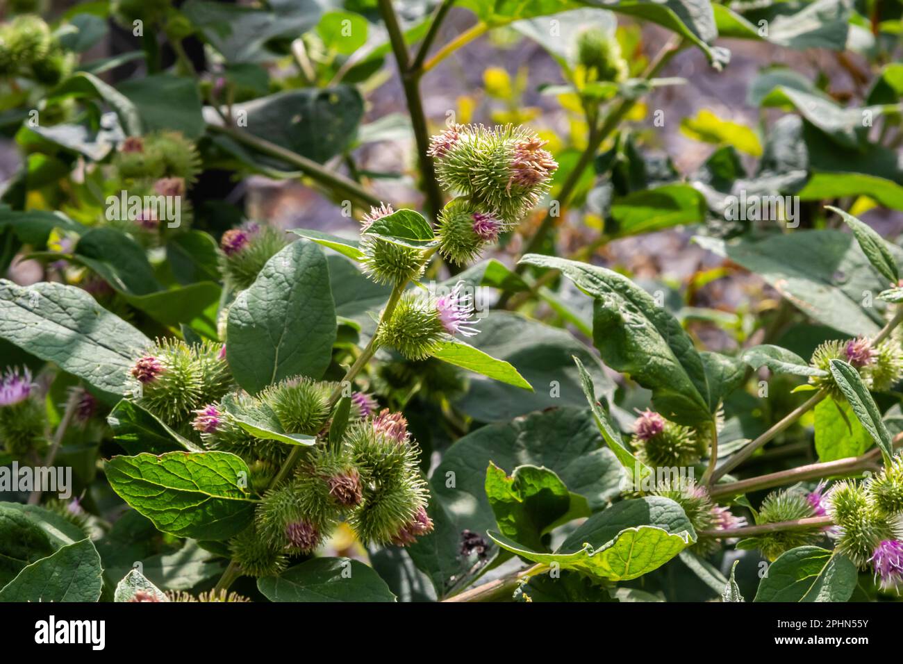Burdocks hi-res stock photography and images - Alamy