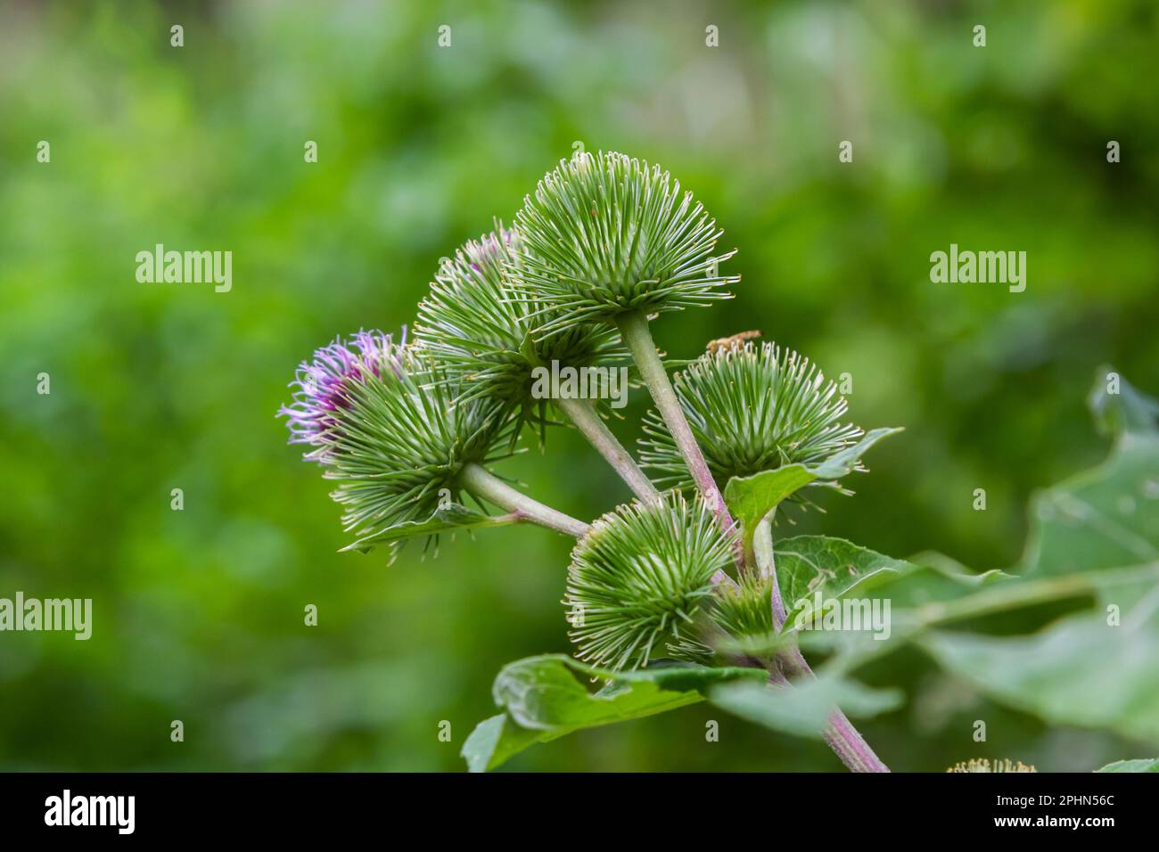 Flowers of Great Burdock Arctium lappa. Selective focus with shallow ...