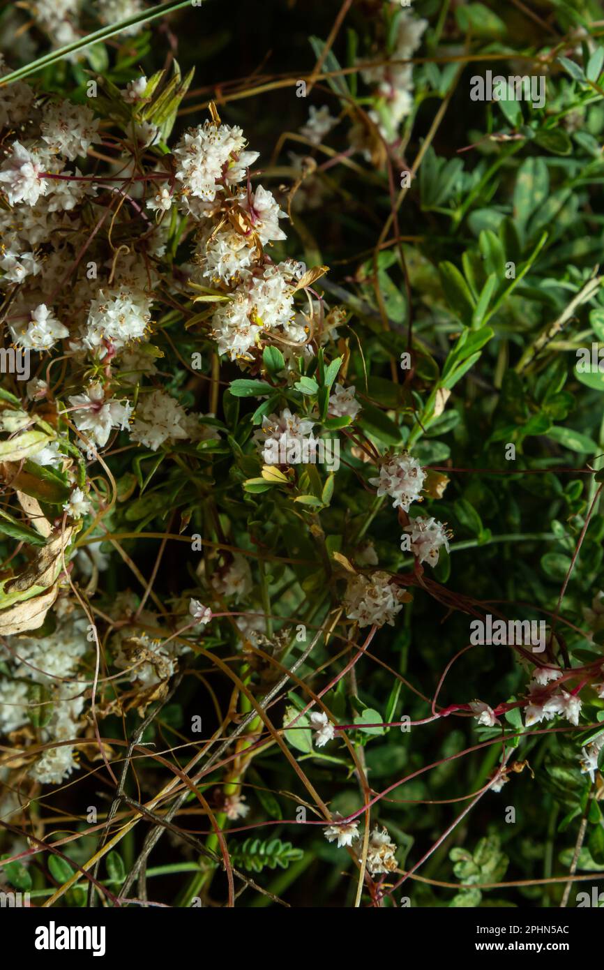 Flora of Gran Canaria - thread-like tangled stems of Cuscuta ...