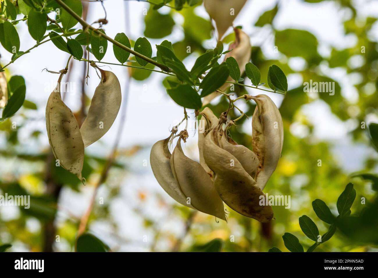 Colutea arborescens. Ornamental garden plant. Seeds on shoots Stock ...
