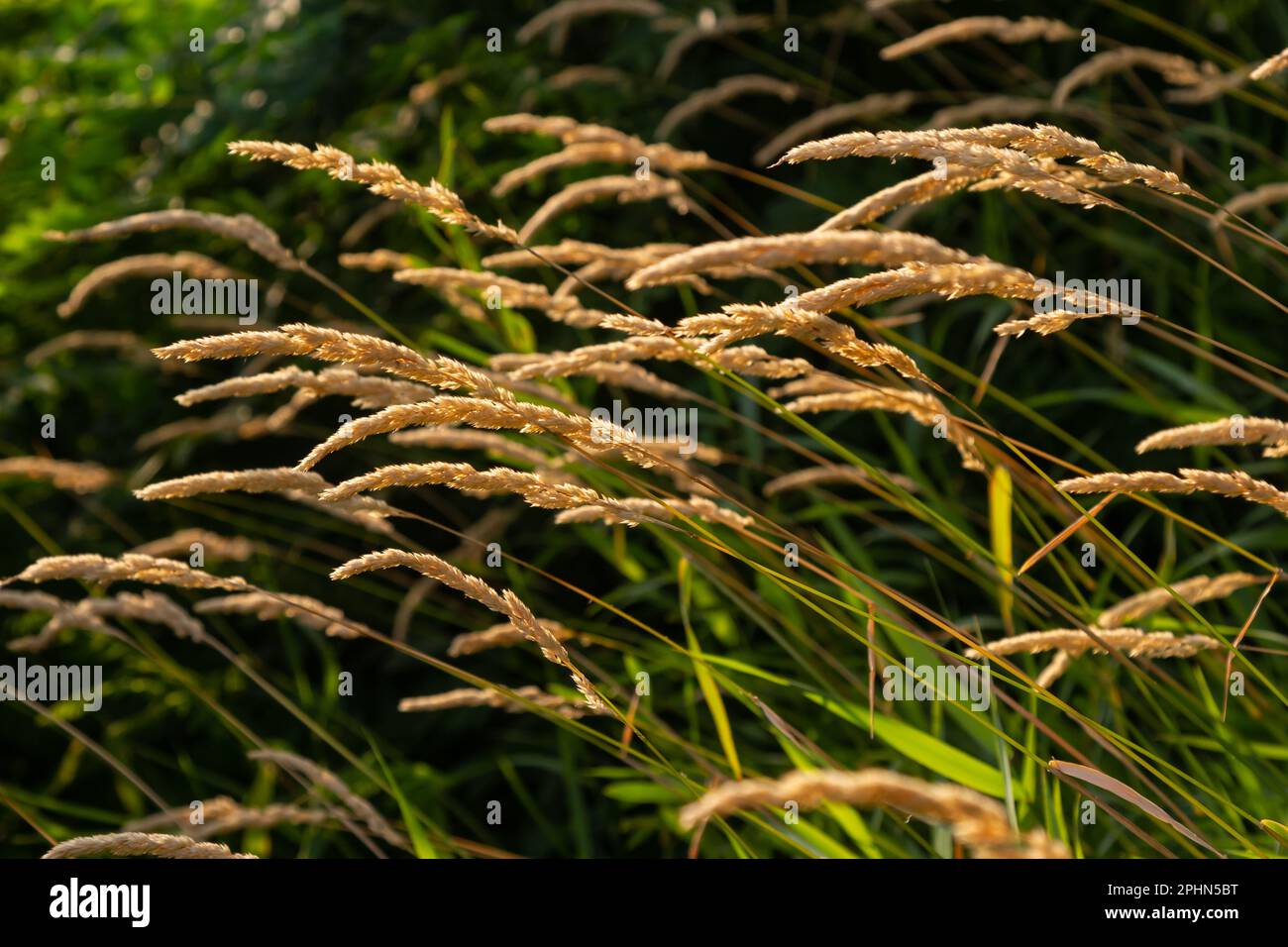 Anthoxanthum odoratum golden spikelets in a summer field August Stock ...