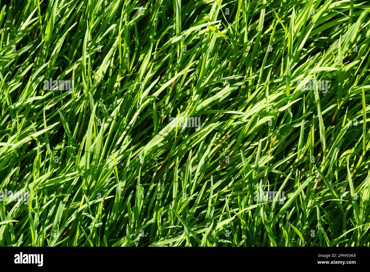 Green grass texture seamless repeat hi-res stock photography and images ...