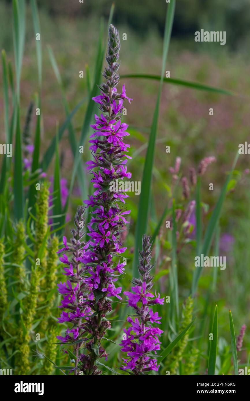 Lythraceae family hi-res stock photography and images - Alamy