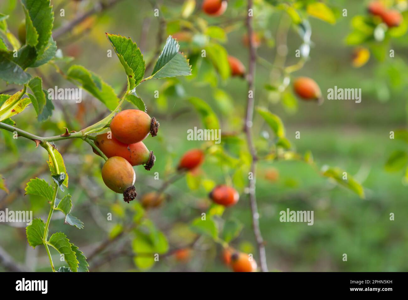 Rosa canina is a perennial plant of the rose family, a tall bush with ...