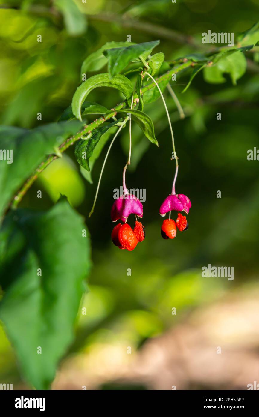 Euonymus europaeus, known as spindle, and also as European spindle and ...