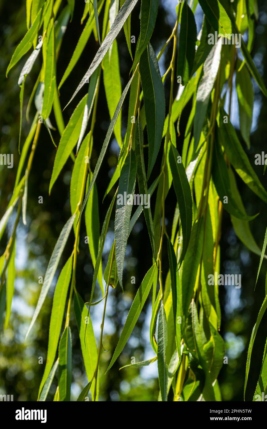 Weeping willow tree foliage background. Weeping willow branches with ...
