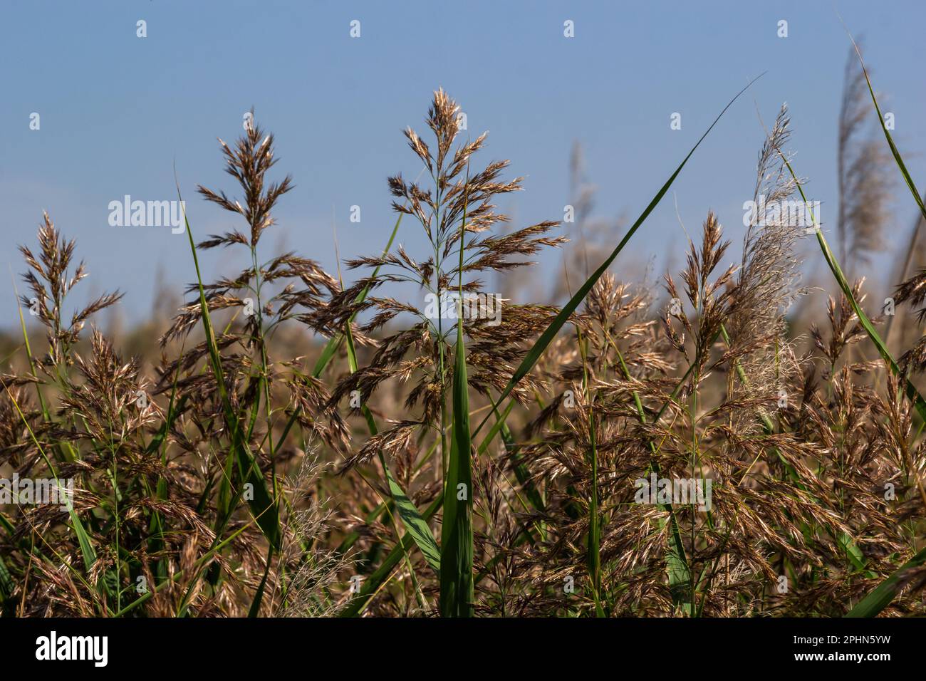 Phragmites australis is a herbaceous perennial bluish-green plant of ...