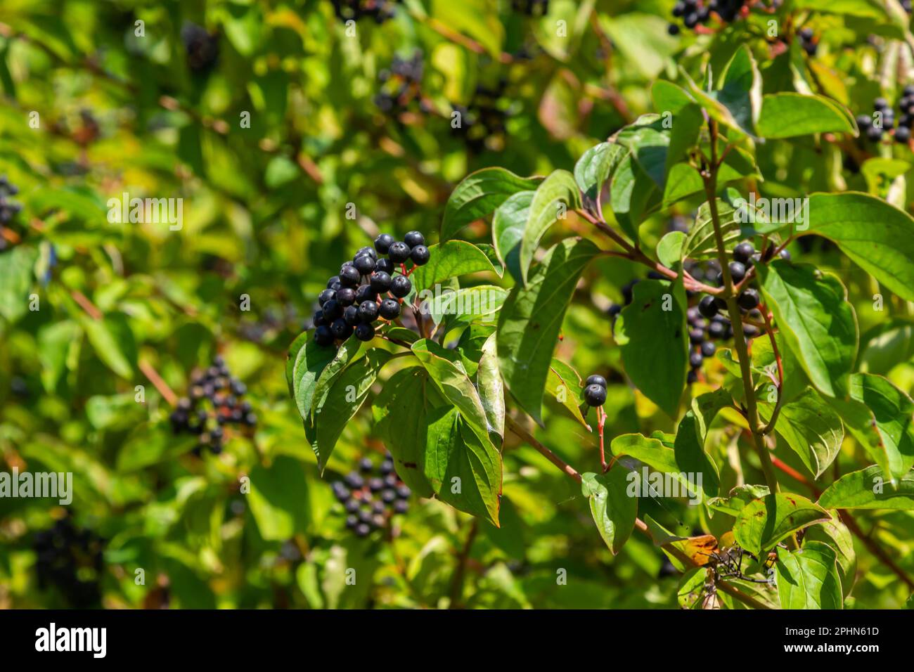 Cornus sanguinea is a perennial plant of the sod family. A tall shrub ...