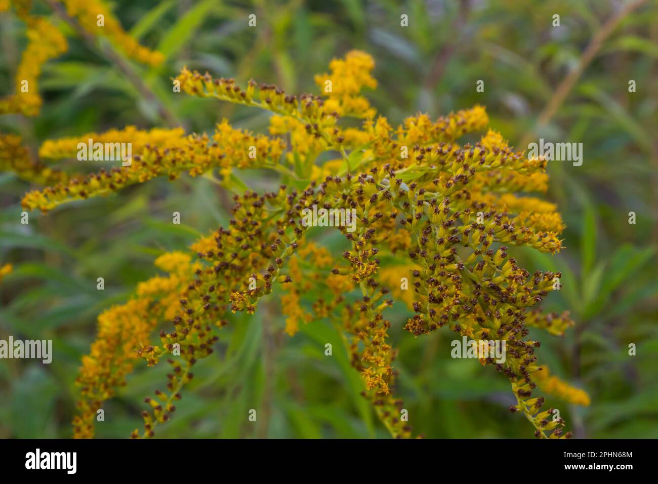 Invasive plant solidago canadensis hi-res stock photography and images ...