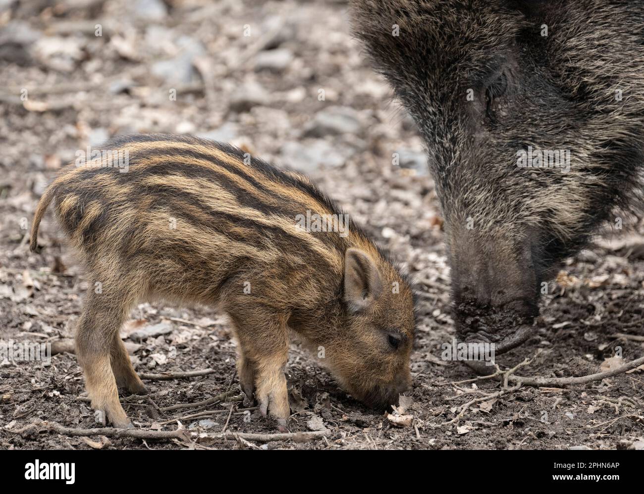 Hanau, Germany. 29th Mar, 2023. A fresh boar searches for food together ...