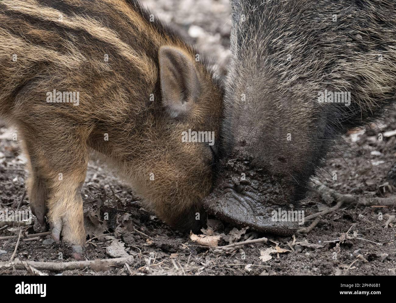 Hanau, Germany. 29th Mar, 2023. A fresh boar searches for food together ...