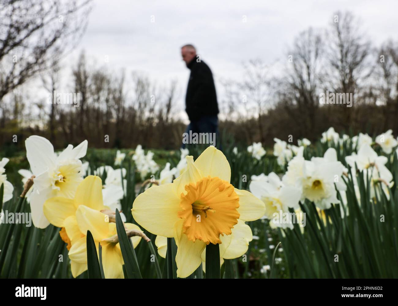 Bonn, Germany. 29th Mar, 2023. A walker passes a bed of daffodils in ...
