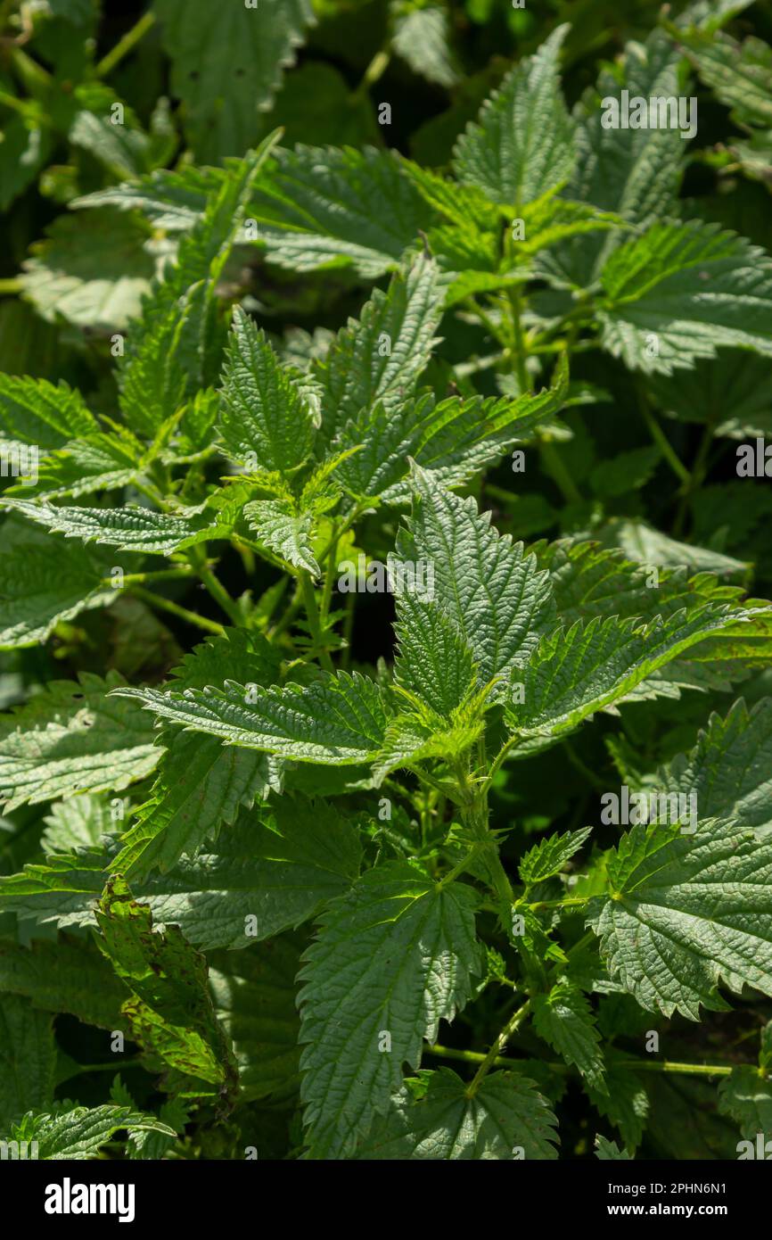 Photo of a plant nettle. Nettle with fluffy green leaves. Background ...