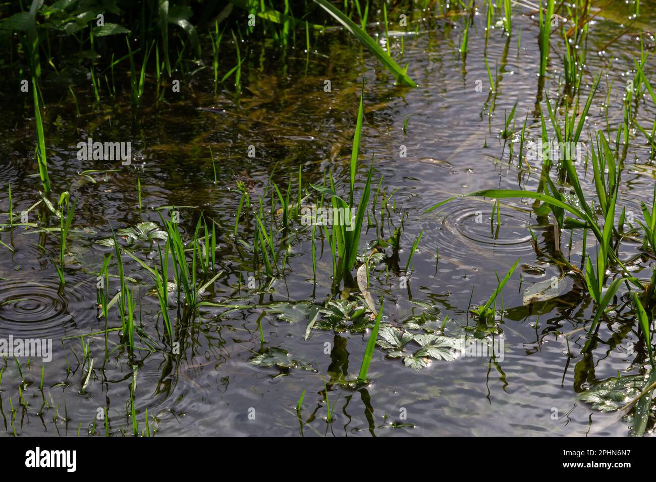 Phragmites australis at the water's edge. Spring young shoots in the ...