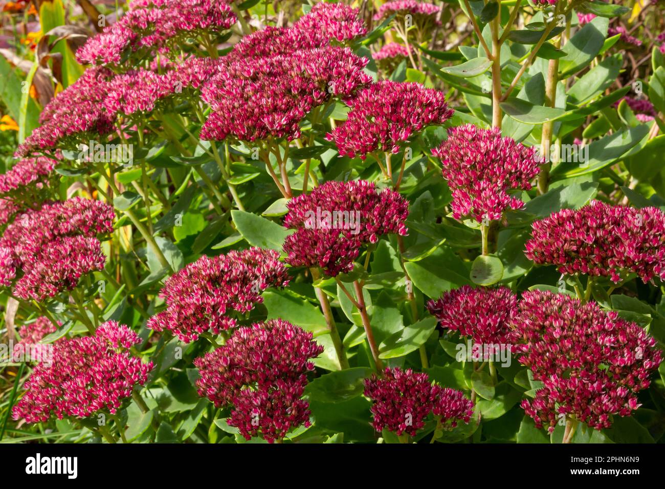 Red flowering sedum plant, Hylotelephium telephium. beautiful autumn ...
