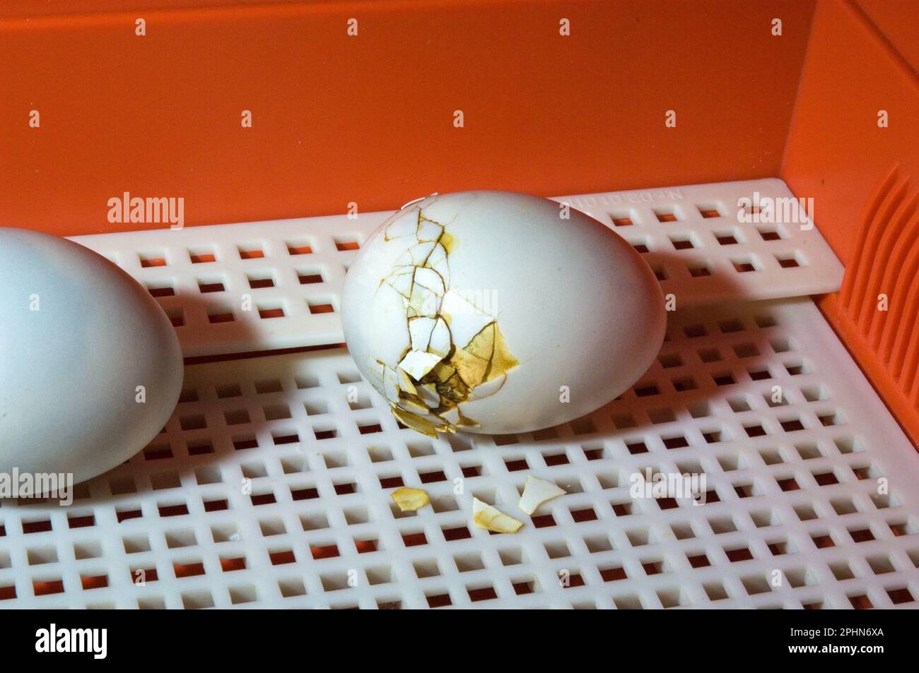 Duckling hatching from egg shell, in incubator Stock Photo - Alamy