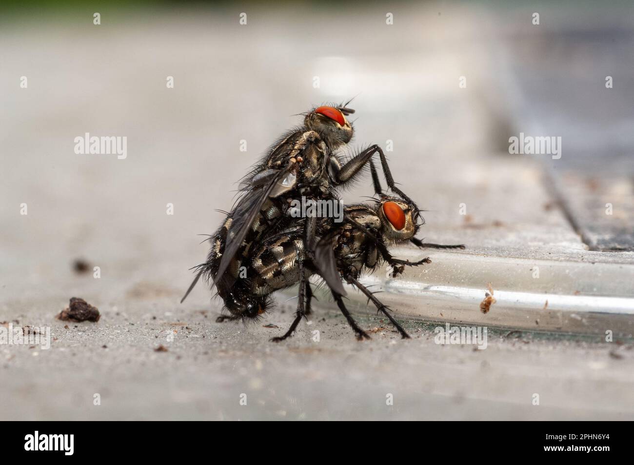 Pair of mating flesh flies Stock Photo - Alamy
