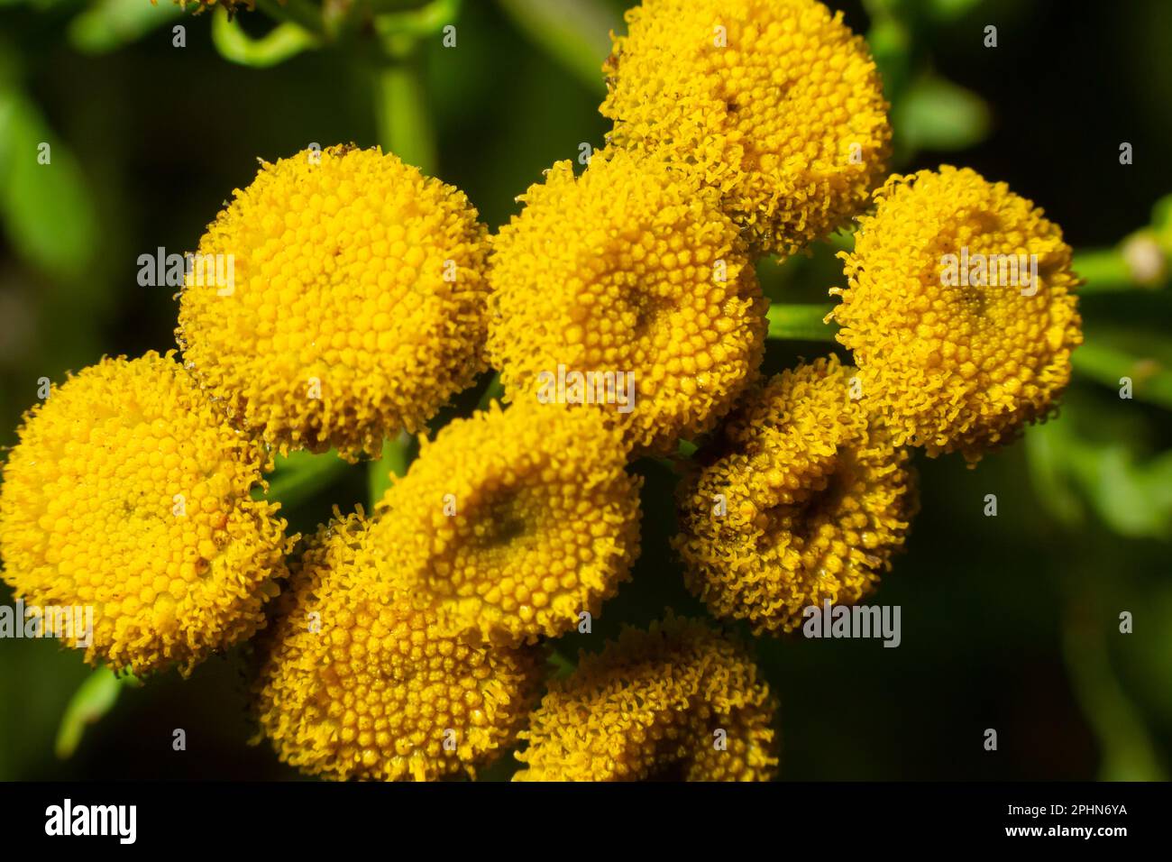 Yellow tansy flowers Tanacetum vulgare, common tansy, bitter button ...