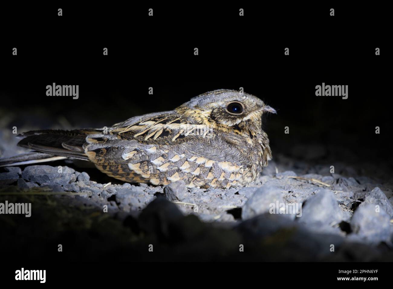 Indian nightjar bird hi-res stock photography and images - Alamy