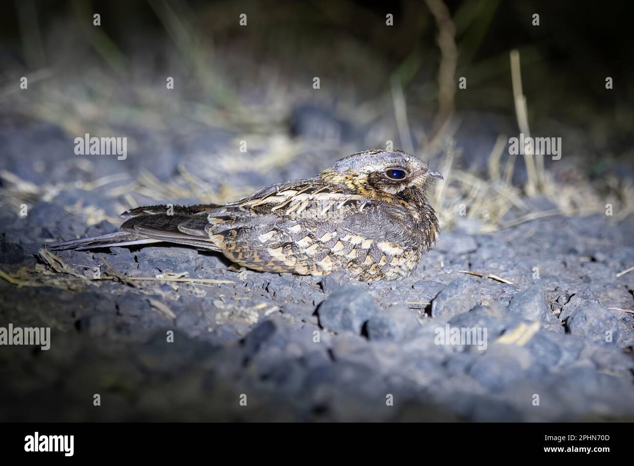 Indian nightjar or Caprimulgus asiaticus observed in Rann of Kutch in ...