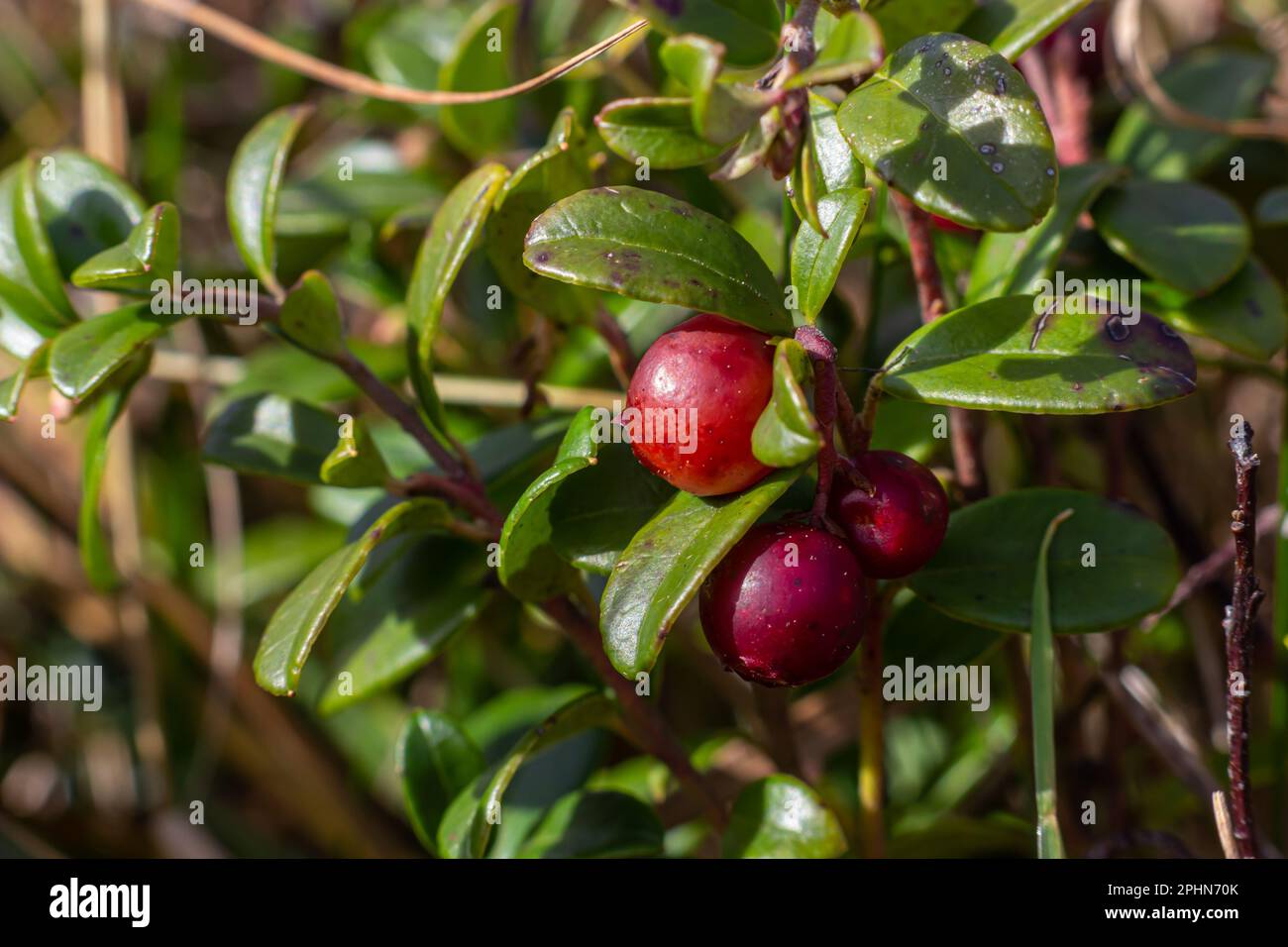 Vaccinium vitis-idaea lingonberry, partridgeberry, or cowberry is a ...