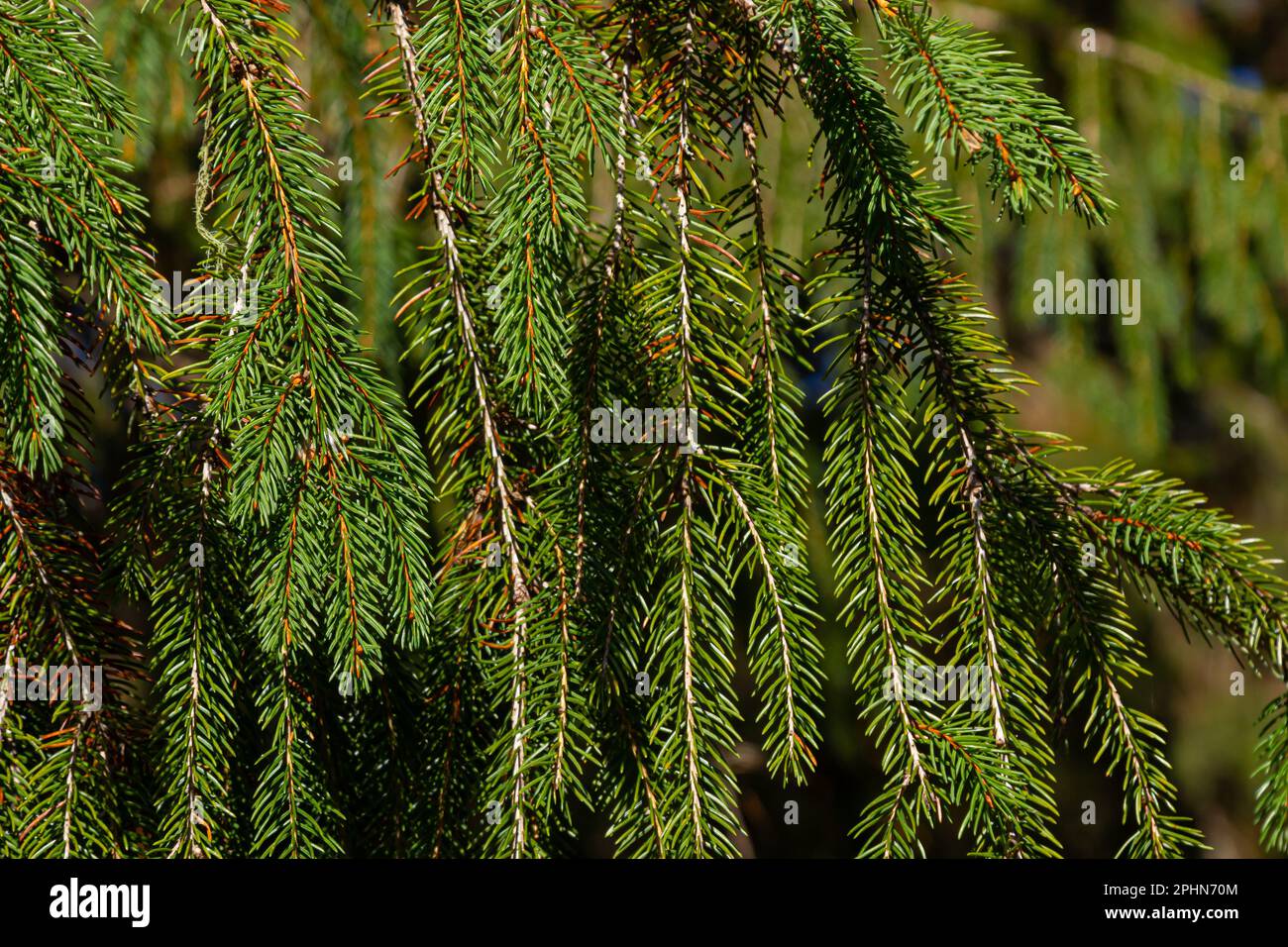 Soft focus and close up of the branches of a green spruce against the ...