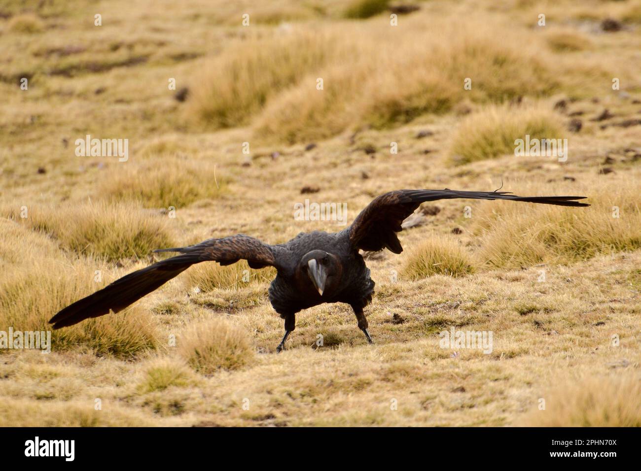 A white-necked raven in a grassy field, its wings spread wide in a ...