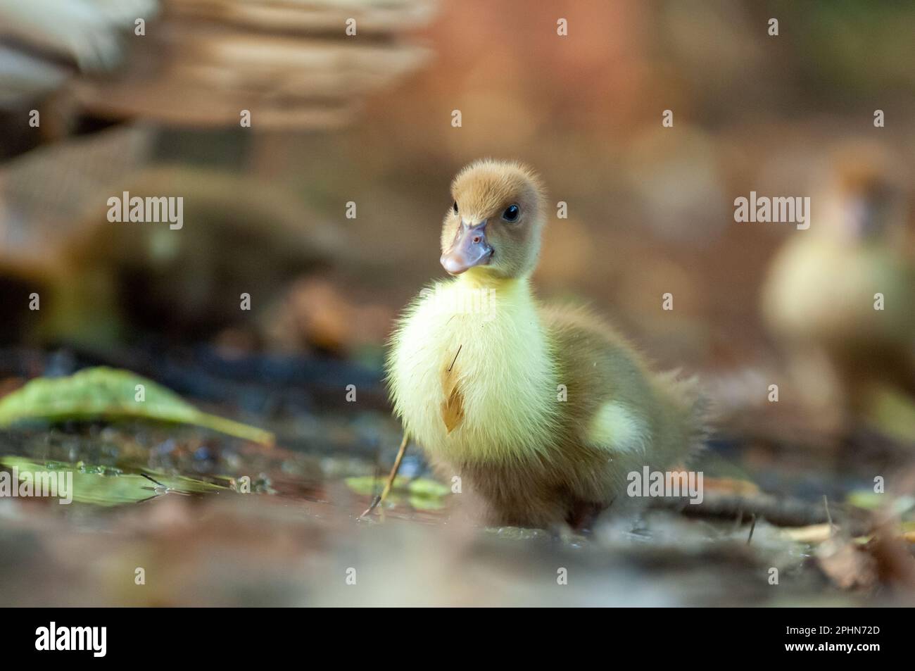Young Muscovy duckling in garden Stock Photo - Alamy