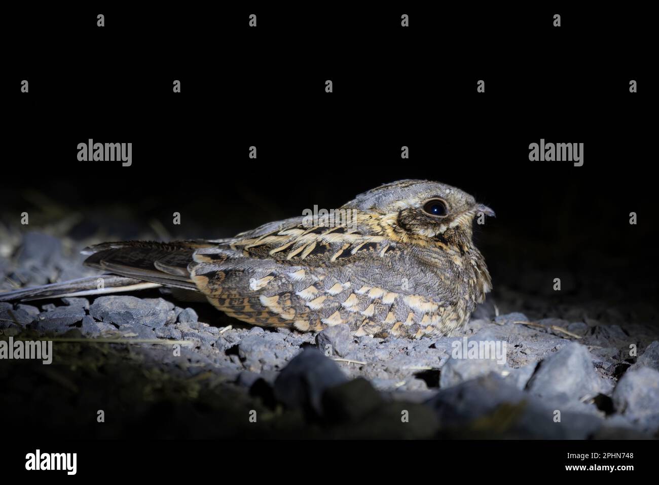 Indian nightjar or Caprimulgus asiaticus observed in Rann of Kutch in ...
