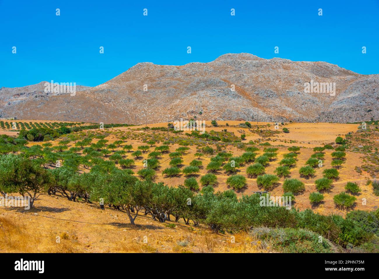 Olive orchards at countryside of Greek island Crete Stock Photo - Alamy