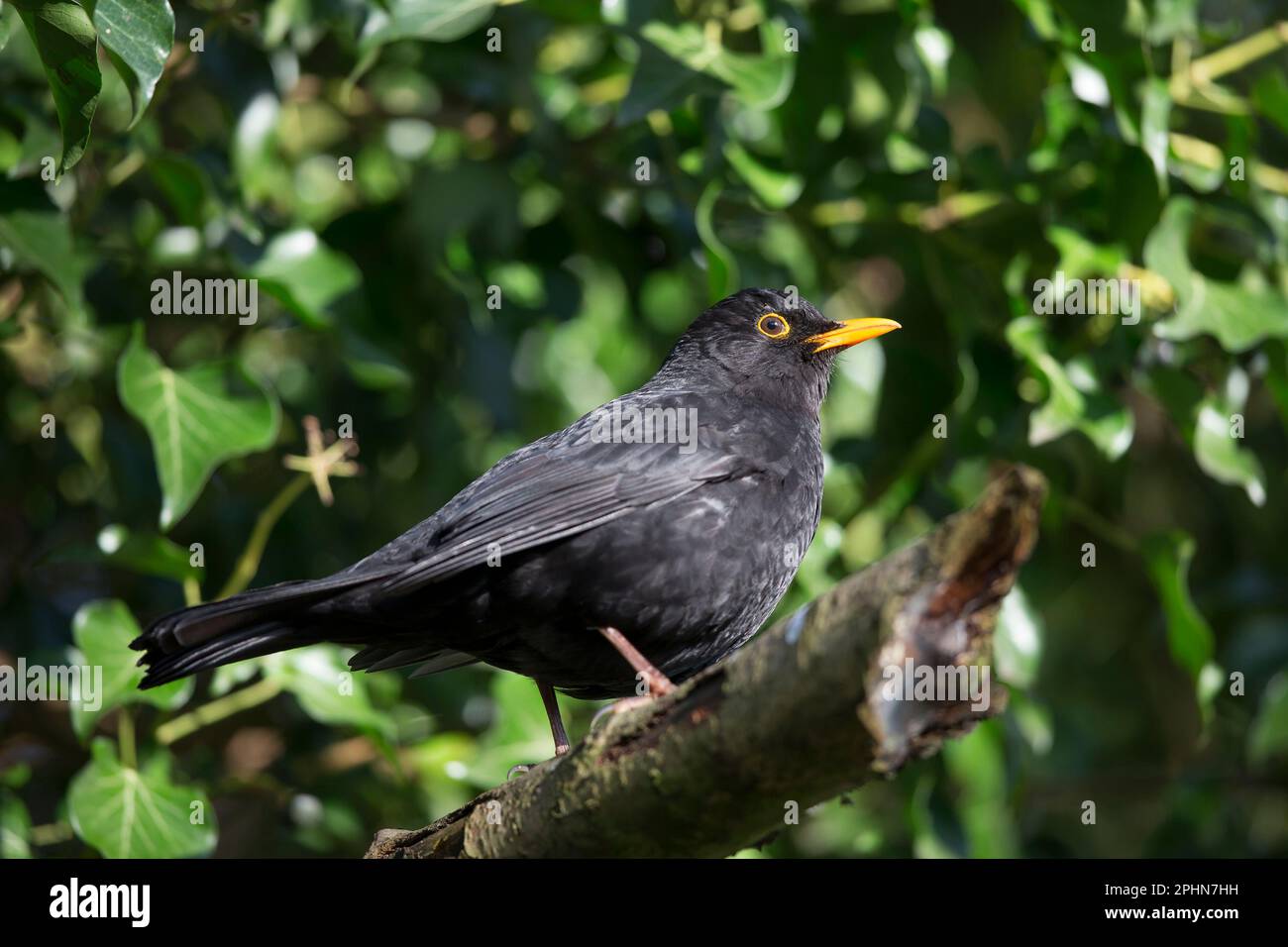 Side close up of a male blackbird (Turdus merula) isolated outdoors in ...