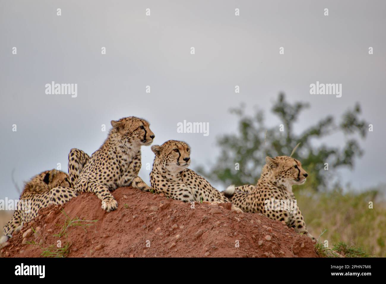 Cheetahs on rock hi-res stock photography and images - Alamy