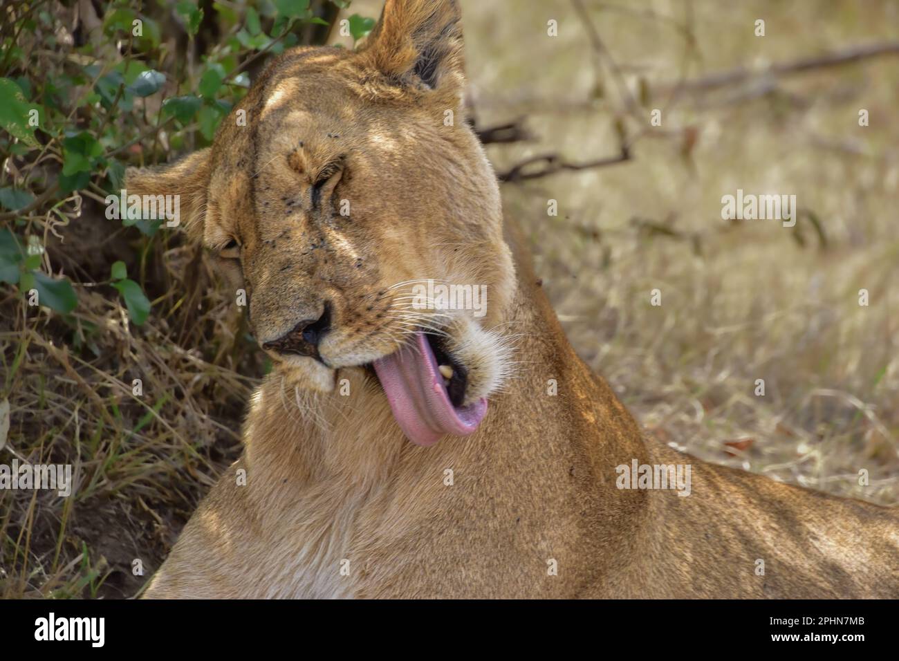 Close shot yellow lioness in hi-res stock photography and images - Alamy
